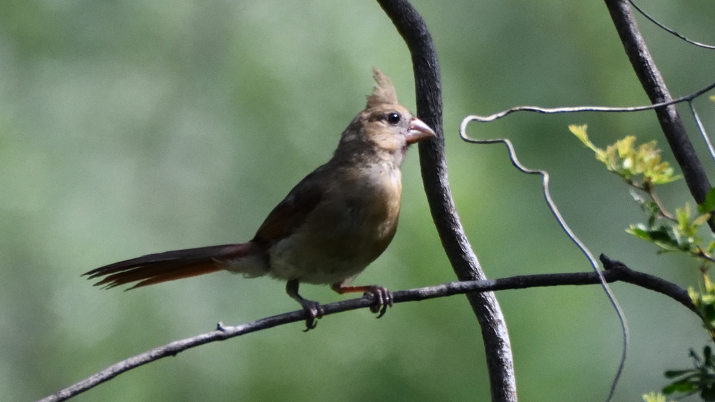 Northern Cardinal from Bustamante, N.L., México on August 17, 2021 at ...
