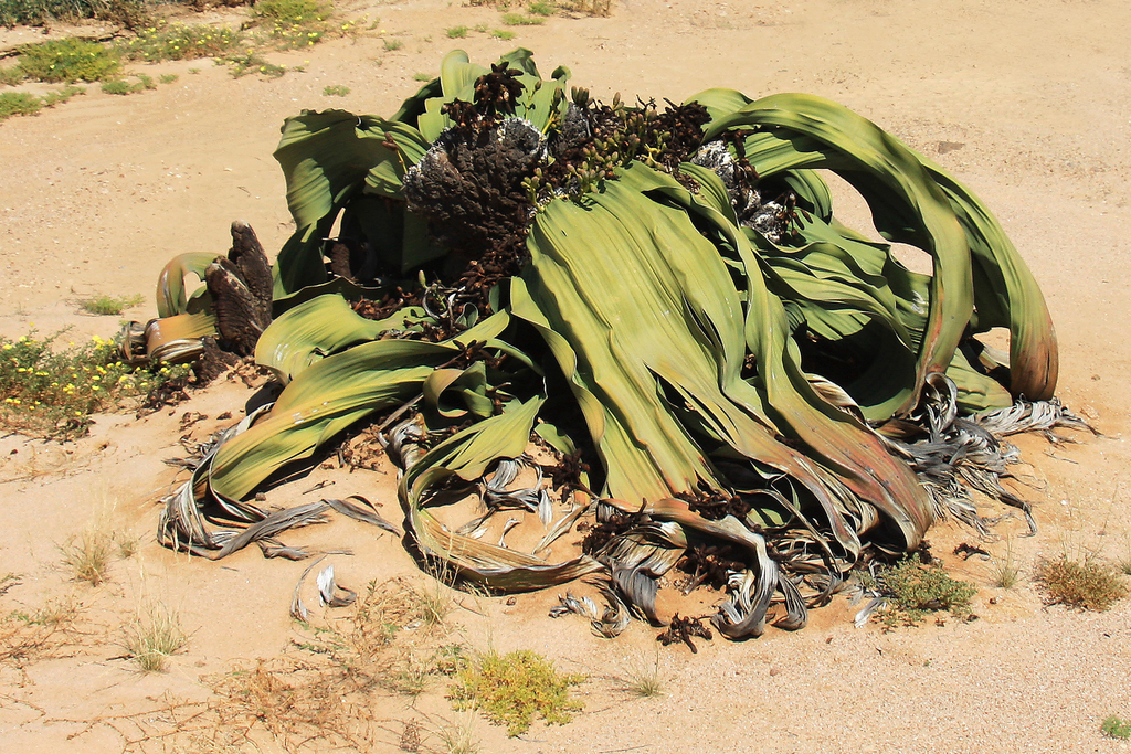 Welwitschia (Welwitschia mirabilis) - Botanical Realm