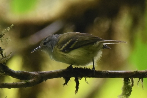 Rufous-rumped Antwren (Euchrepomis callinota) · iNaturalist