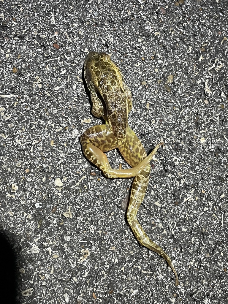Crawfish Frog in August 2021 by Drew R. Davis, Ph.D.. DOR · iNaturalist
