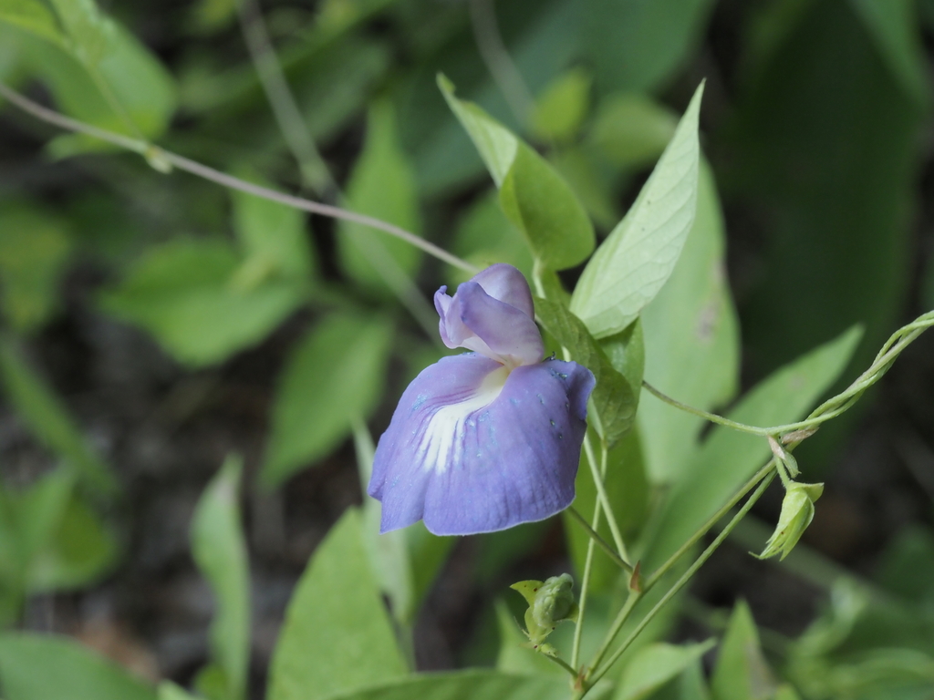 butterfly pea in July 2021 by Jim Brighton · iNaturalist