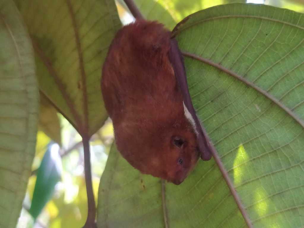 Western Red Bat in August 2021 by Natalia Andrea · iNaturalist