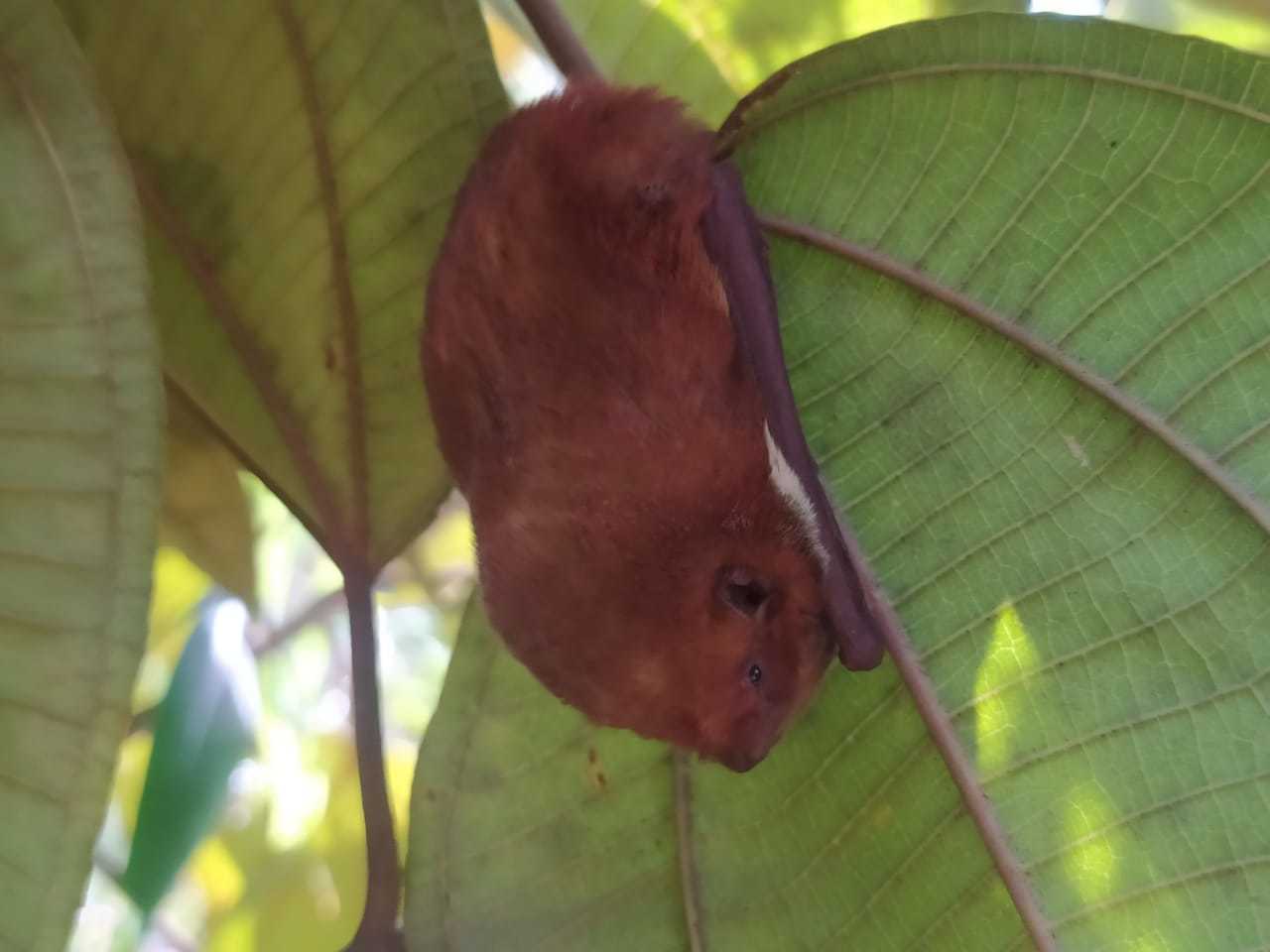 Lasiurus blossevillii (Lesson & Garnot, 1826)