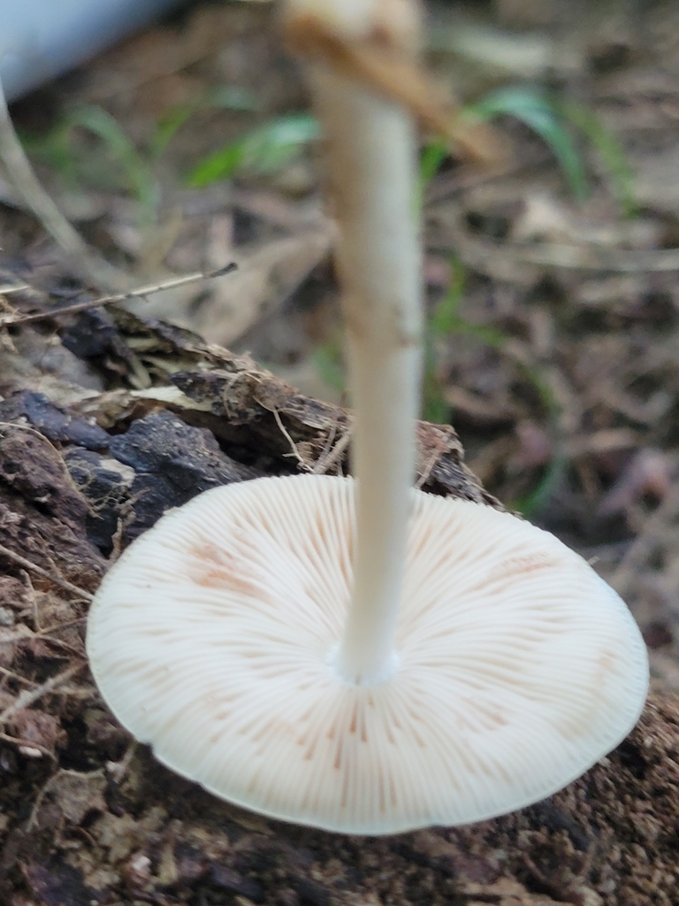 Pluteus hongoi from St. Joseph County, US-IN, US on August 18, 2021 at ...