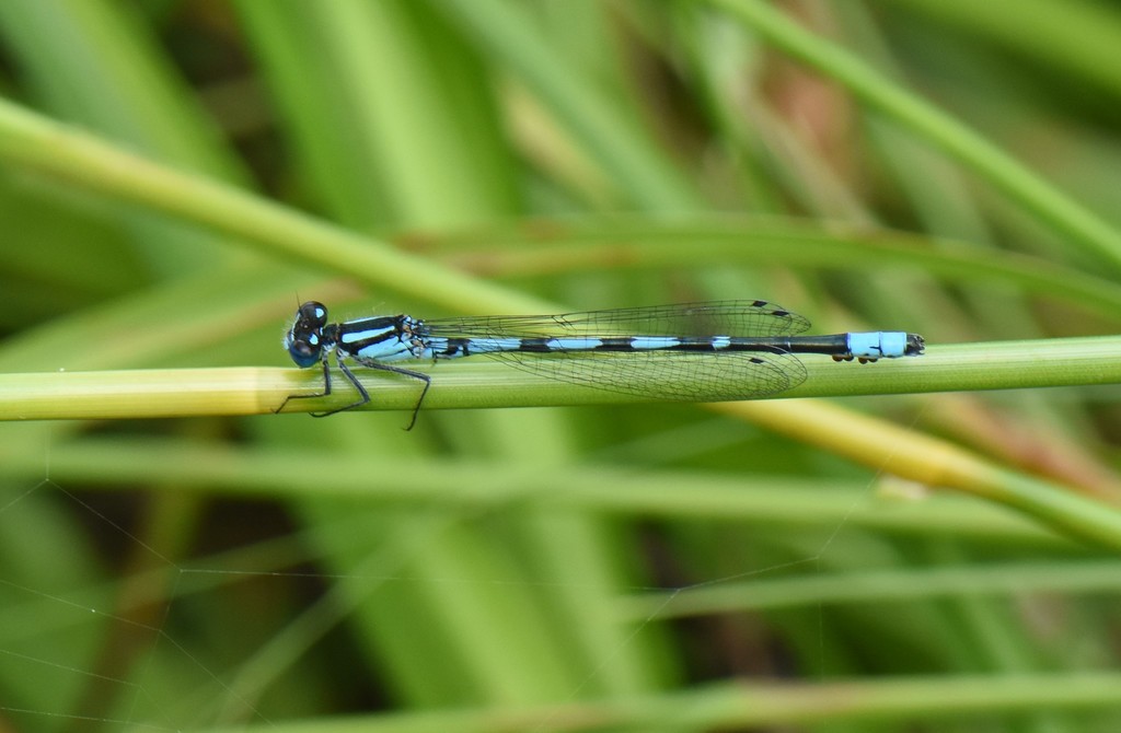 Narrow-winged Damselflies from Hastings County, ON, Canada on August 11 ...