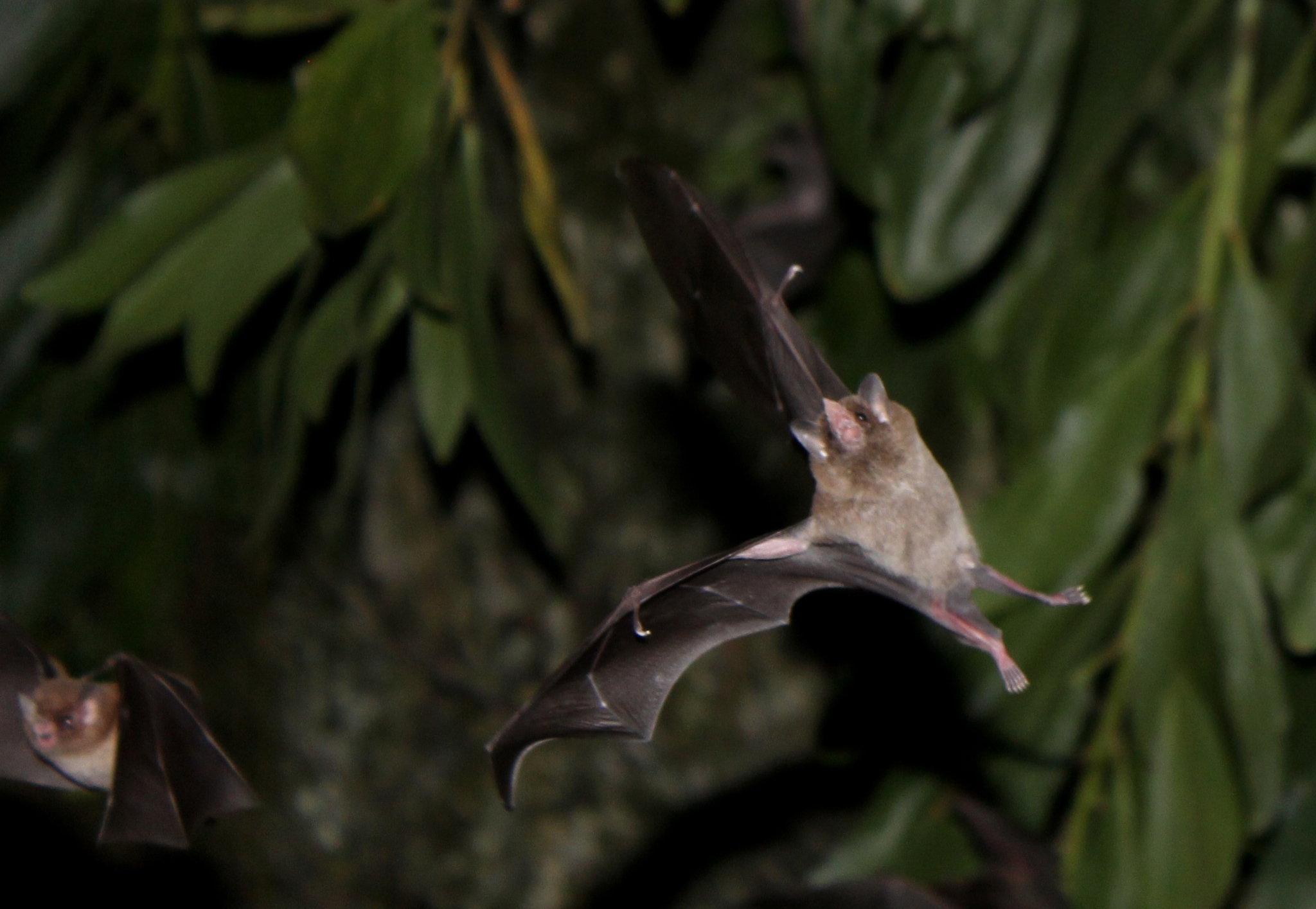 Monophyllus redmani Leach, 1821