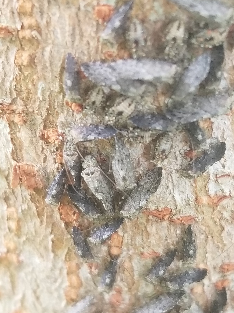 Barklice, Booklice, and Parasitic Lice from Alvin, TX, USA on August 17 ...