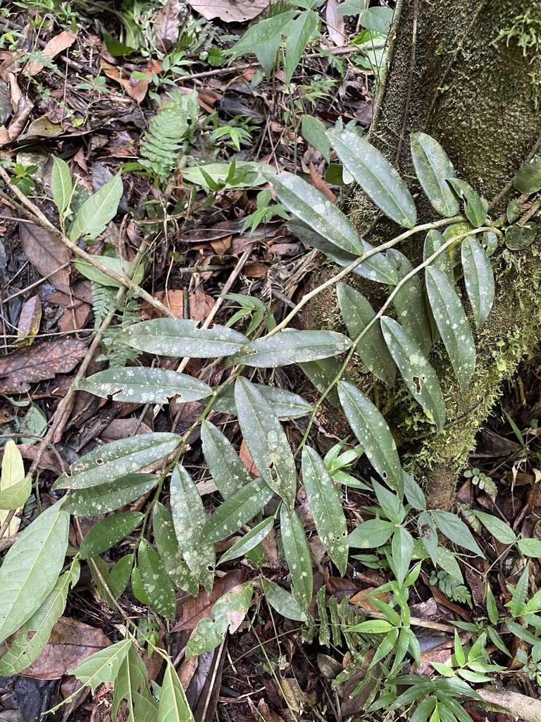 Shingle Vine from Guajataca State Forest, San Sebastián, PR, US on ...