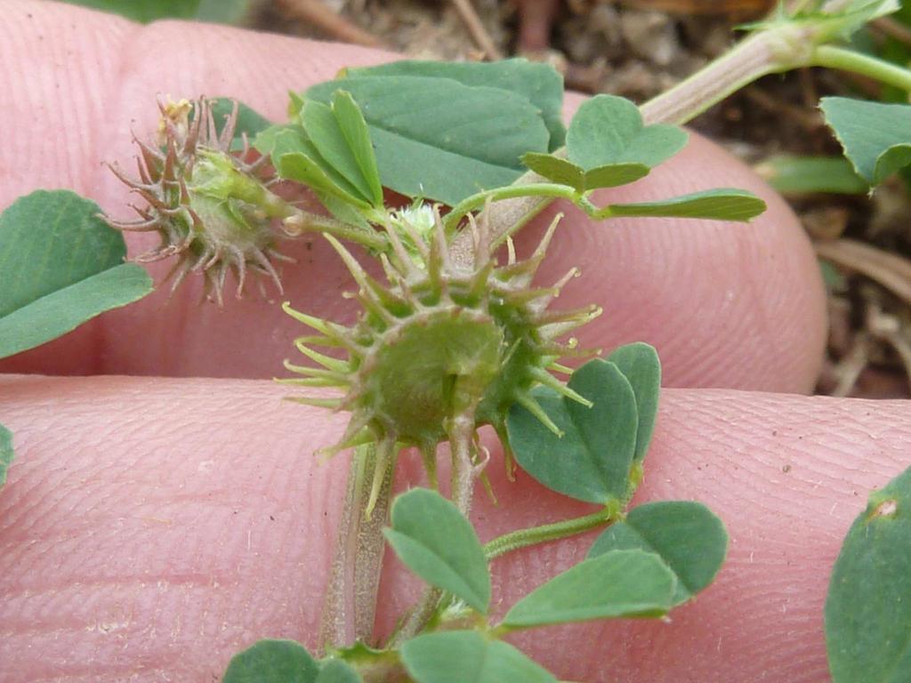 bur clover from Walter Sisulu National Botanical Garden on January 17 ...