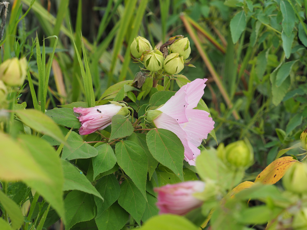 swamp rose mallow from Belle Haven, VA, USA on August 18, 2021 at 09:37 ...