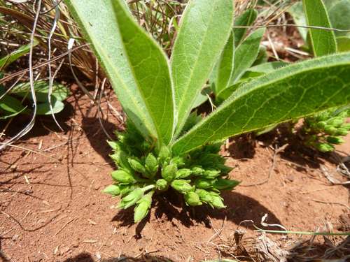 Gousiekte Bush (Pachystigma pygmaeum) · iNaturalist