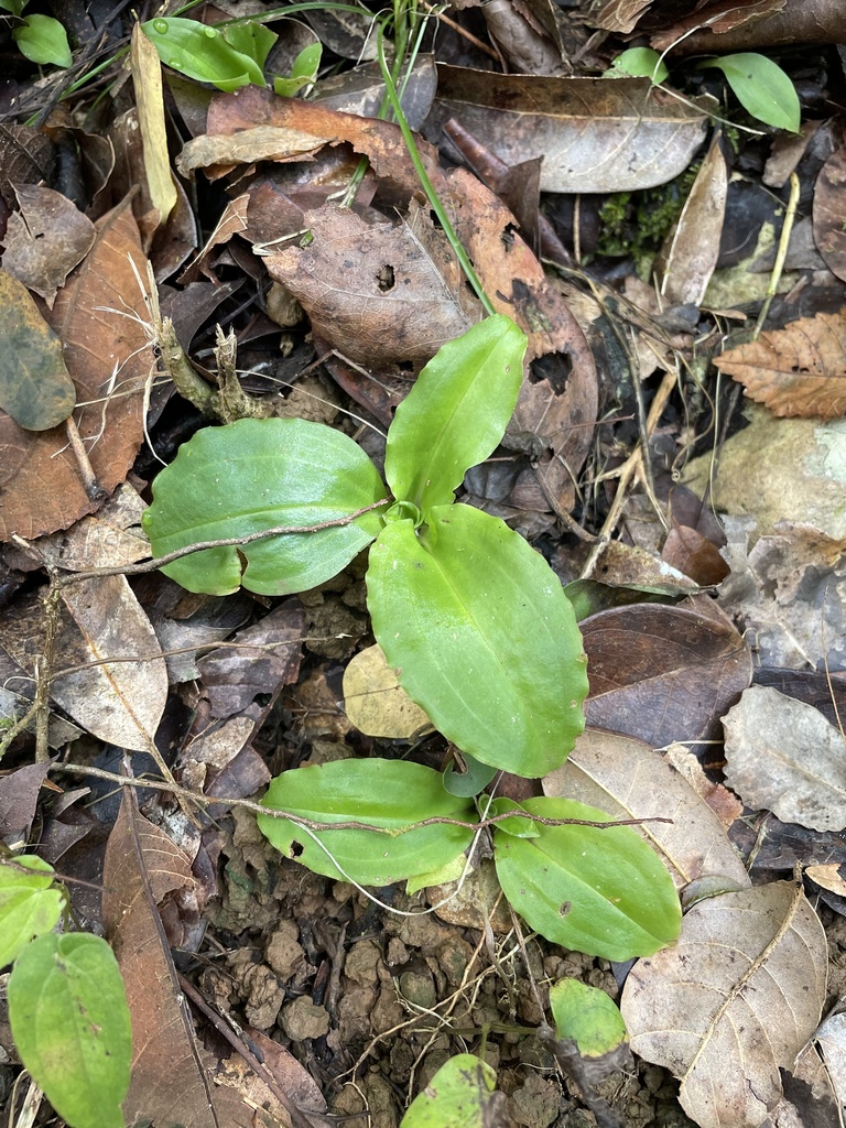 Caribbean False Helmet Orchid from Guajataca State Forest, San ...