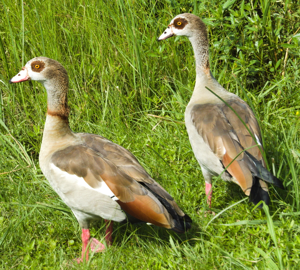 Egyptian Goose from Marble Falls, TX 78654, USA on August 14, 2021 at ...