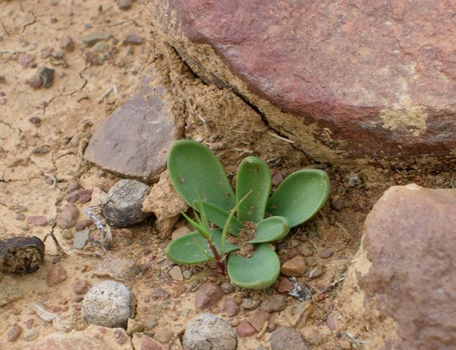 Gethyllis uteana · iNaturalist United Kingdom