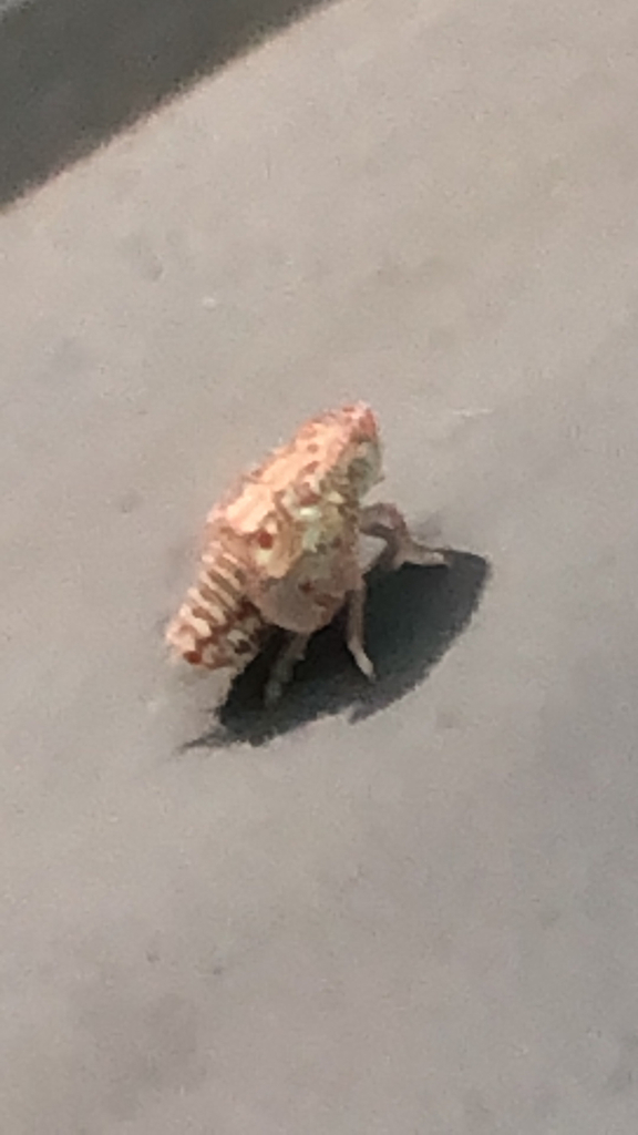 Torpedo Bug from Hercules on August 18, 2021 at 07:50 PM by ...