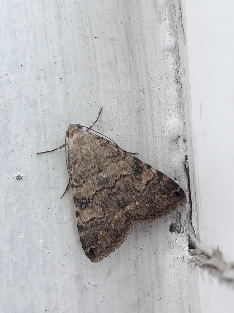 Bulia from Caracol Museo de Ciencias, Ensenada, B.C., México on August ...