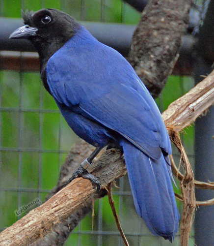 Azure Jay (Florianopolis - Vertebrates) · iNaturalist