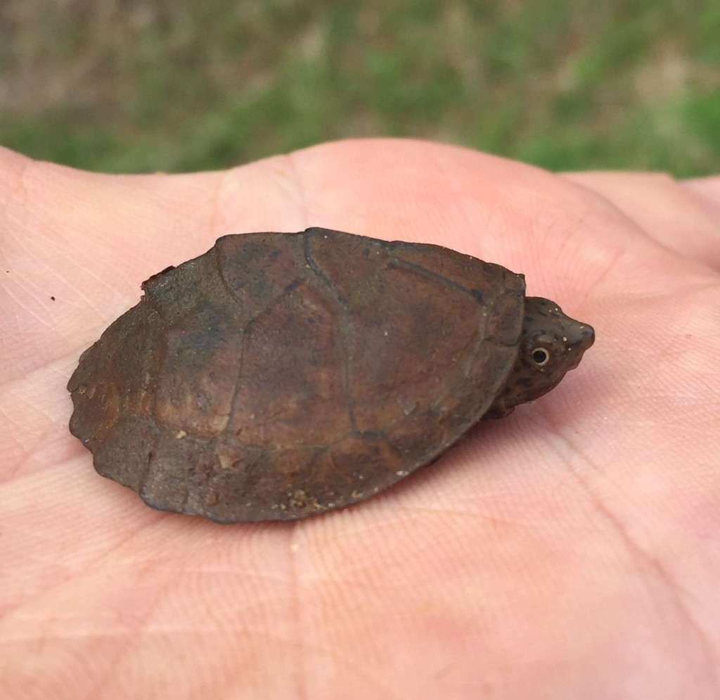 Intermediate Musk Turtle from Indian Creek, Co. Rd. 2214, Pike County ...