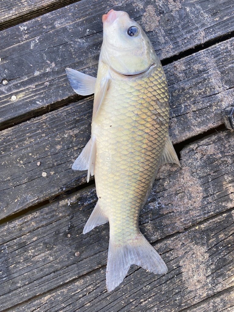 Smallmouth Buffalo from Alberta, Alberta, AL, US on 14 August, 2021 at ...