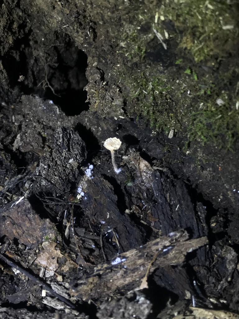 Twiglets from Albert Johnson Rd, Nashville, IN, US on August 18, 2021 ...
