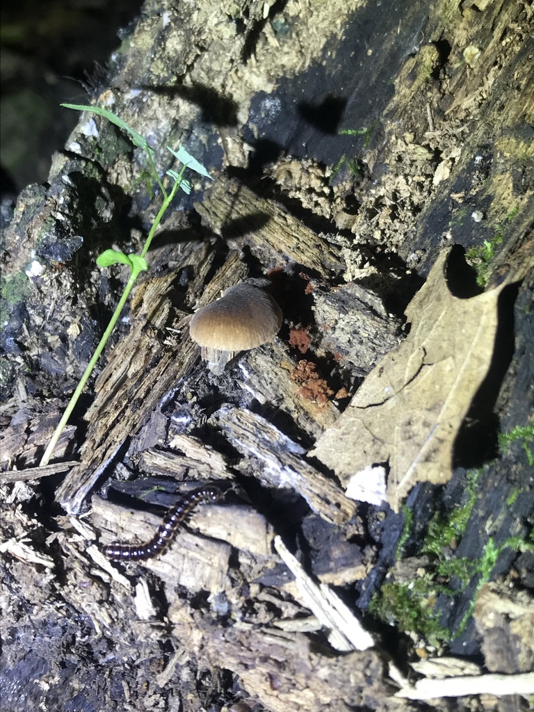 Pluteus seticeps from Albert Johnson Rd, Nashville, IN, US on August 18 ...