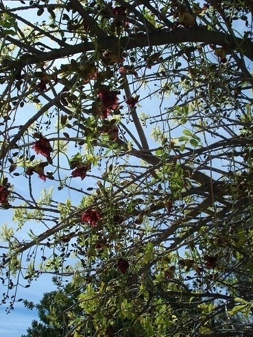 Sausage tree from R328, Prince Albert on October 26, 2012 by juddkirkel ...