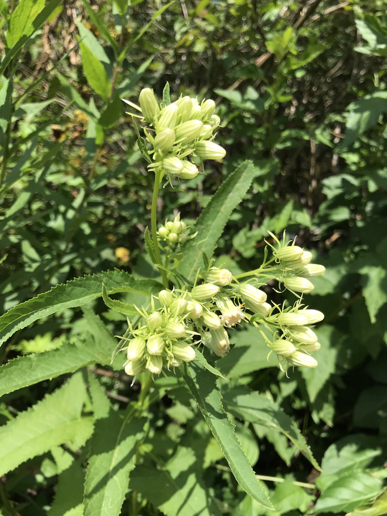 False Indian Plantain from Blackwater River, Davis, WV, US on August 05 ...
