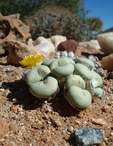 Conophytum flavum · iNaturalist