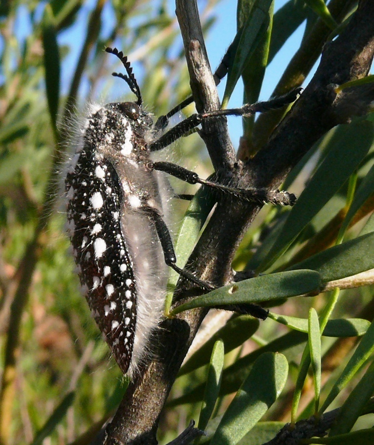 Julodis recenta (Buprestidae (Jewel Beetles) of Southern Africa ...