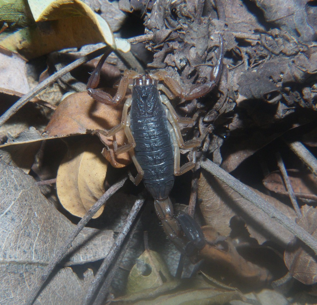 Slender Brown Scorpion from Villanueva, Honduras on August 18, 2021 at ...