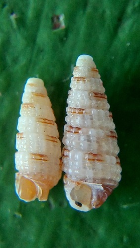 Nototriphora sarcira · iNaturalist