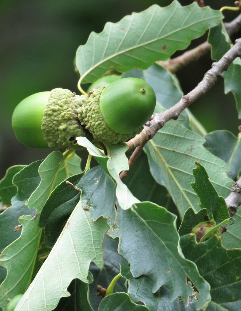 chestnut oak (Quercus montana) - Botanical Realm