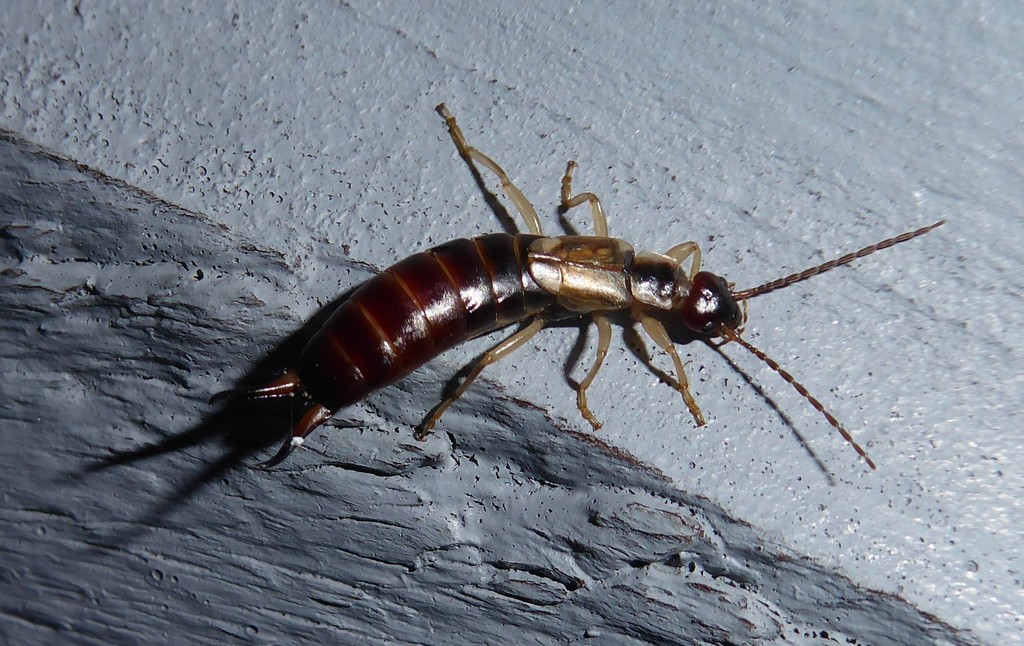 European Earwig Complex from Waikouaiti, New Zealand on May 28, 2021 at ...