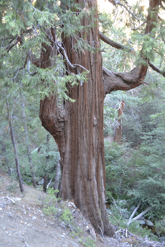 California incense-cedar from Los Angeles County, CA, USA on September 20, 2017 at 09:09 AM by ...