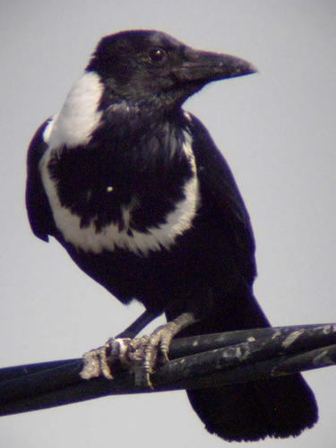 Collared Crow (Corvus torquatus) · iNaturalist