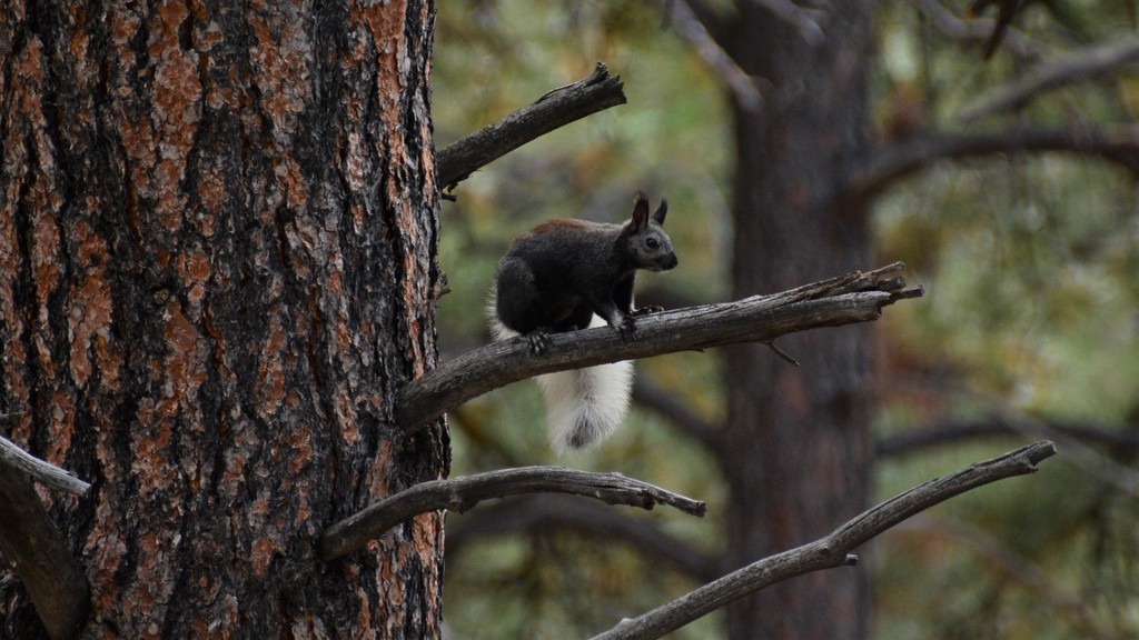 Kaibab Squirrel from Coconino County, AZ, USA on September 13, 2016 at ...
