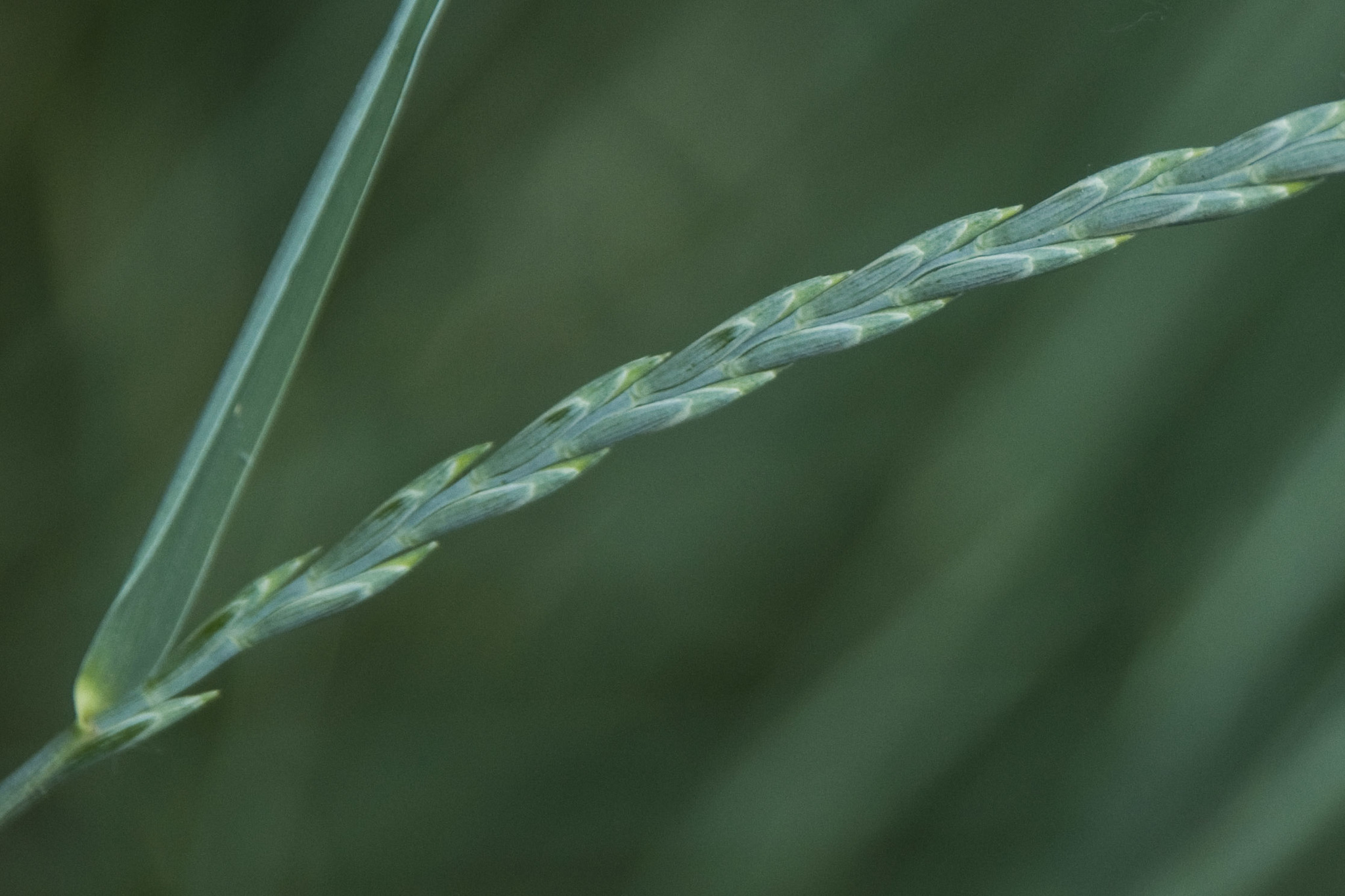 Thinopyrum intermedium subsp. intermedium