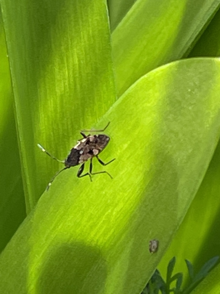 Strawberry Bug from William Street, Koo Wee Rup, VIC, AU on August 19 ...
