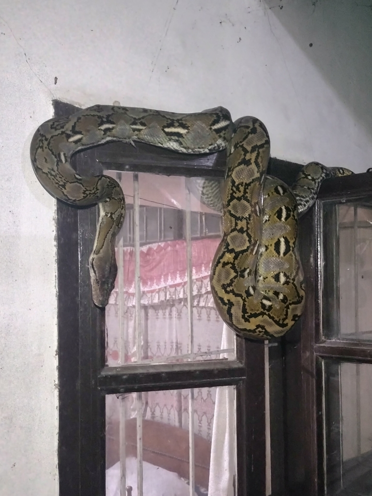 Reticulated Python from Balay ni Charing on August 19, 2021 at 10:31 PM ...