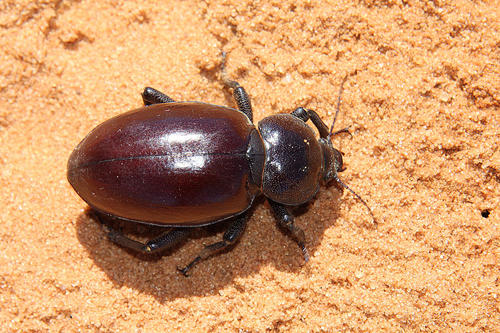 Tarsocnodes tarsalis · iNaturalist