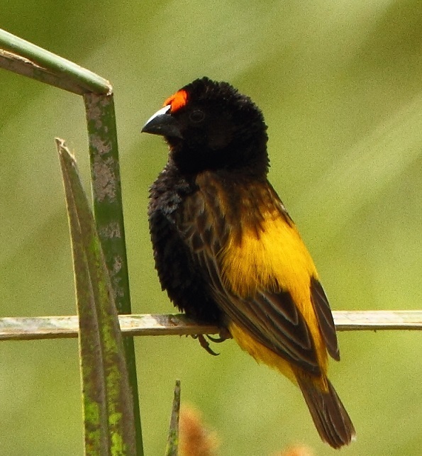 Fire-fronted Bishop from Loitokitok, Kenia on May 25, 2013 at 10:37 AM ...
