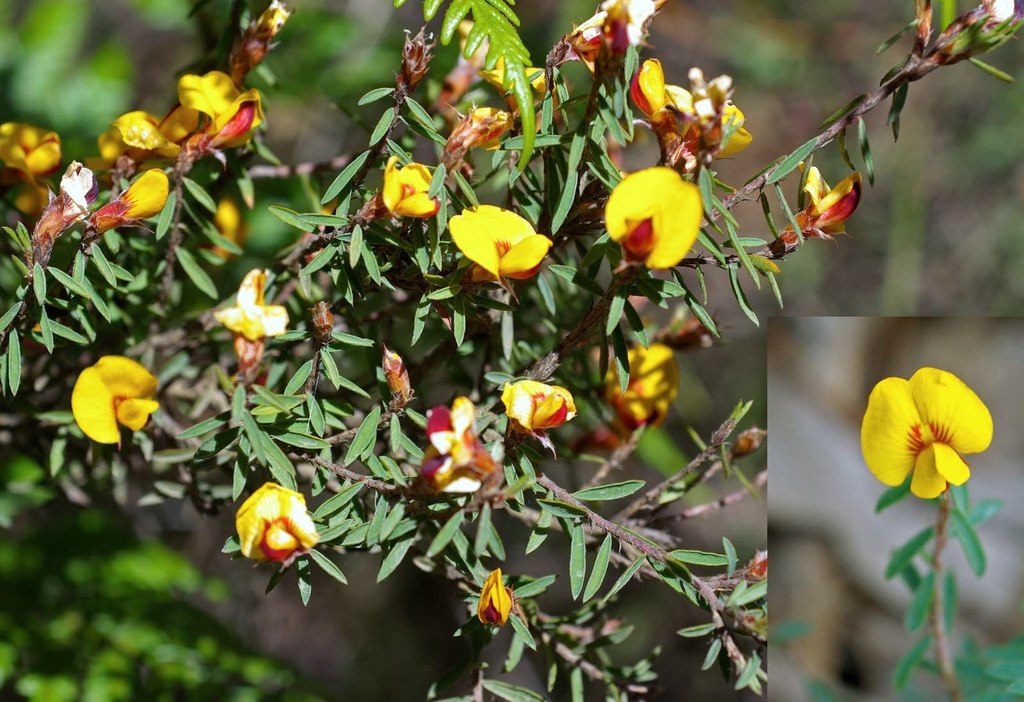 wombat bush-pea (Pultenaea reflexifolia) - Botanical Realm