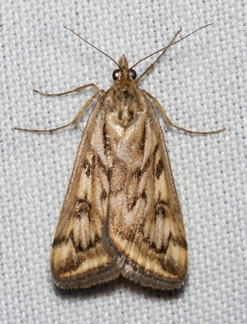 Alfalfa Webworm Moth (LLL) · iNaturalist