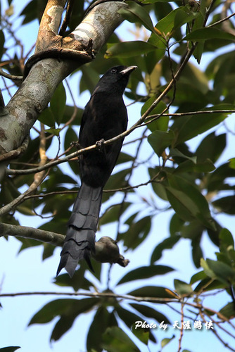 Genus Temnurus · iNaturalist