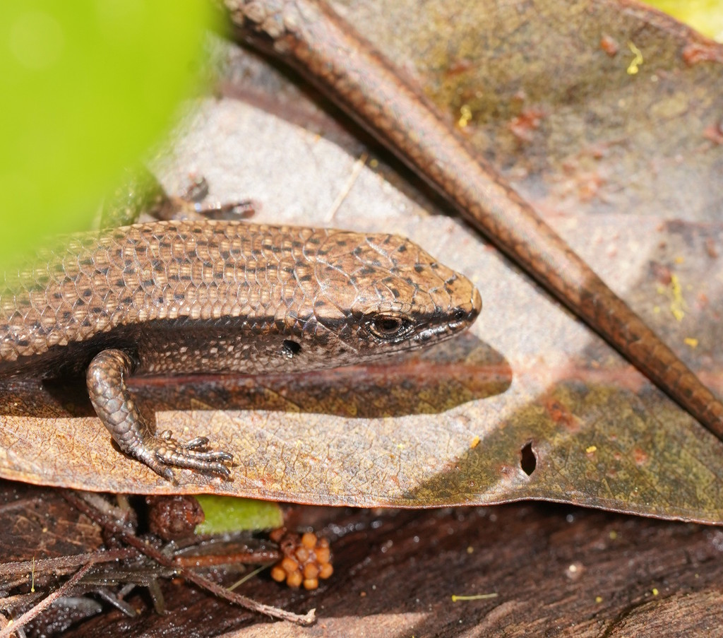 Southern Forest Cool-skink from Butterfield Reserve, Emerald VIC AU on ...