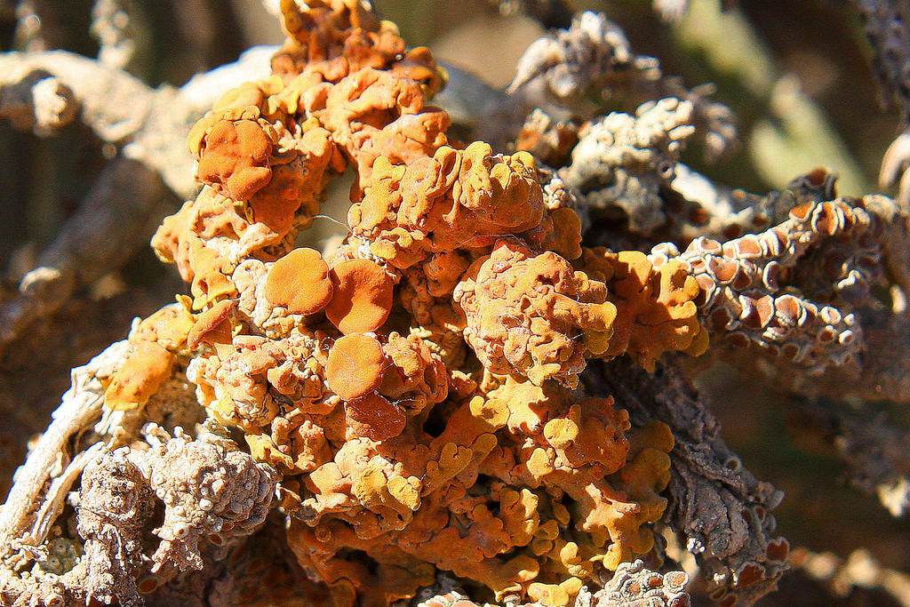 Turban Lichen (Fungi of southern Africa) · iNaturalist