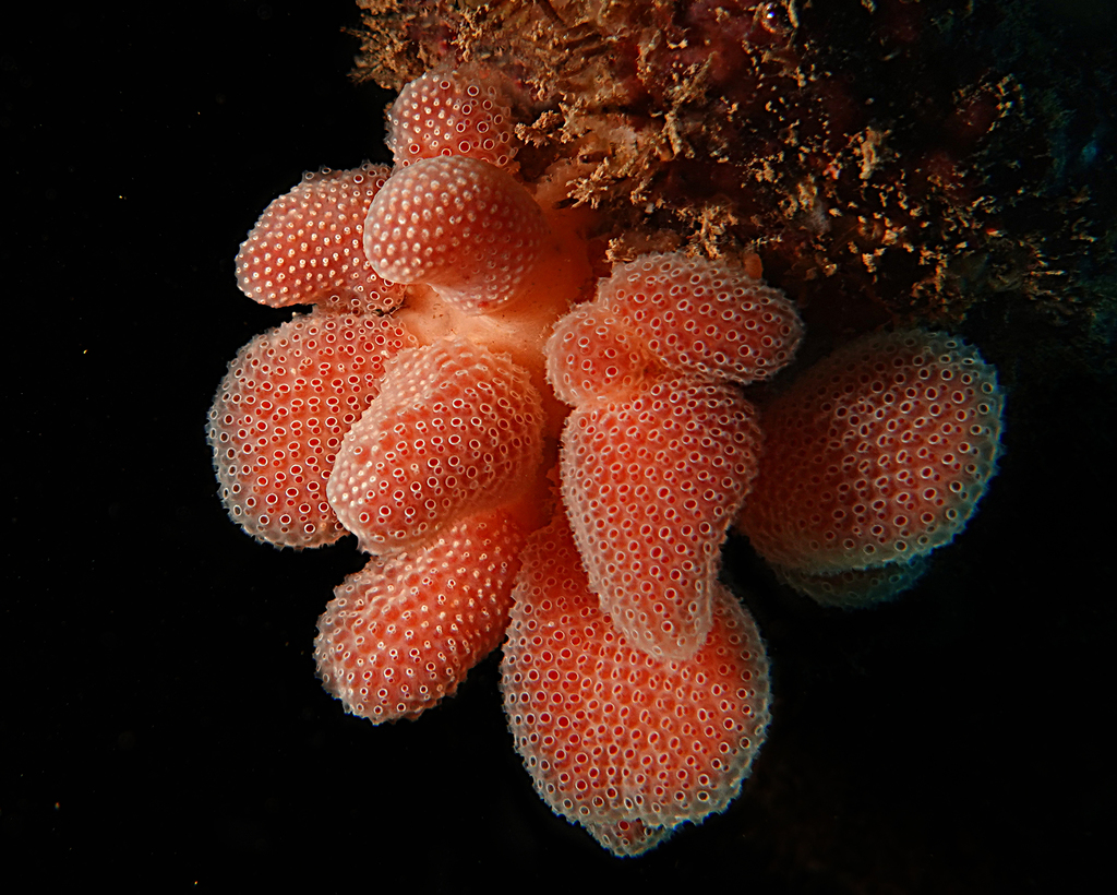 Pseudodistoma australe from Point Murat, Exmouth, WA, Australia on ...