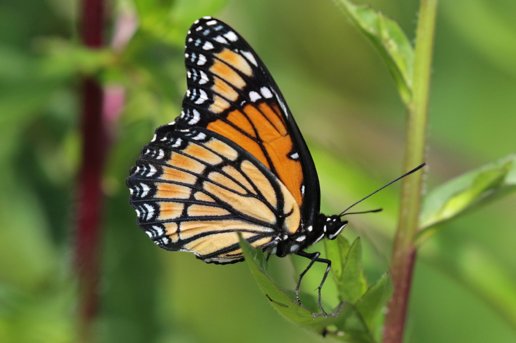 Viceroy from Greene County, OH, USA on August 14, 2021 at 03:34 PM by ...