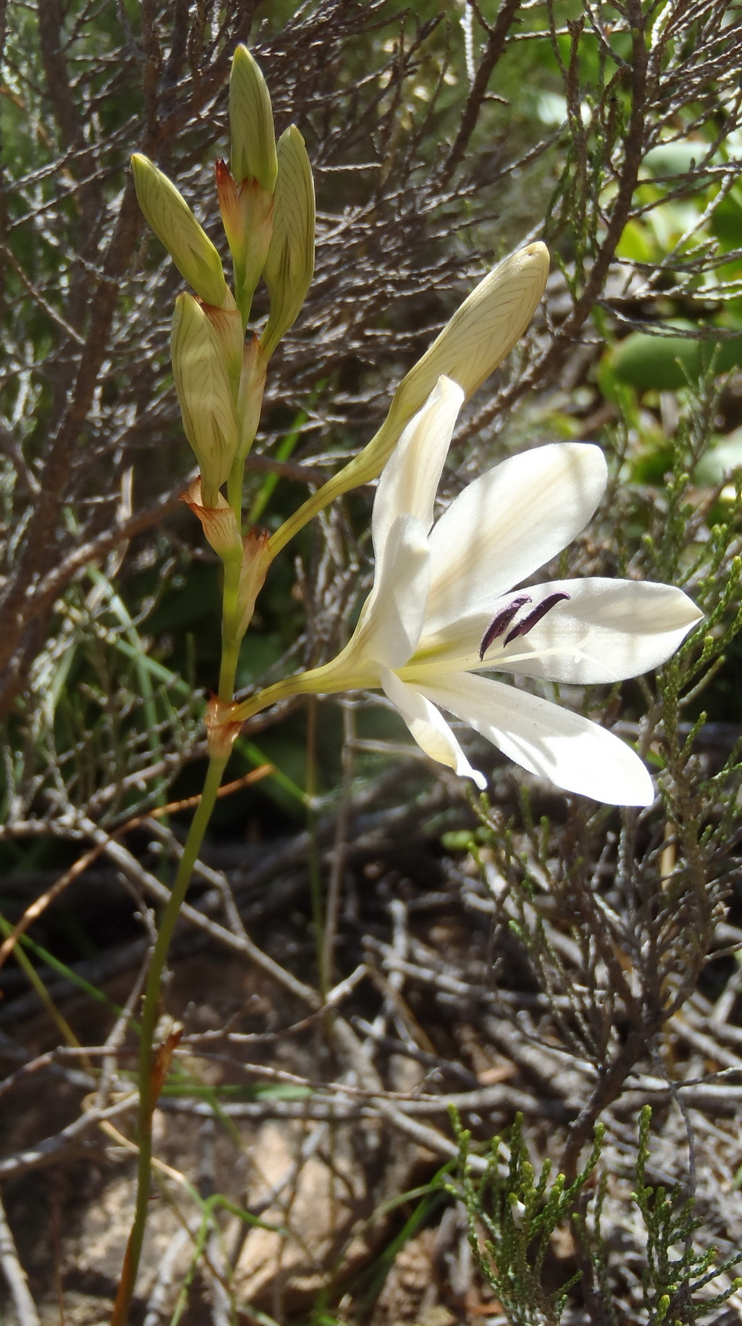 Tritonia bakeri subsp. bakeri
