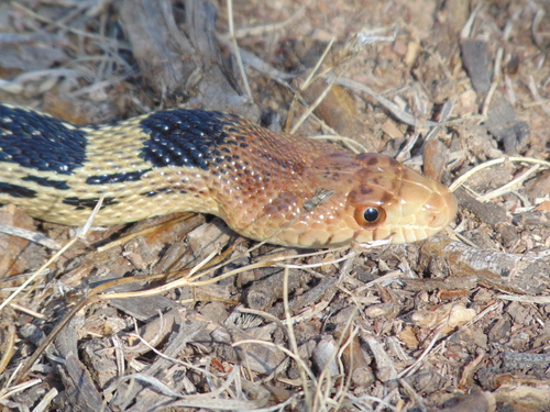 (Pituophis deppei deppei) - Snakes and Lizards